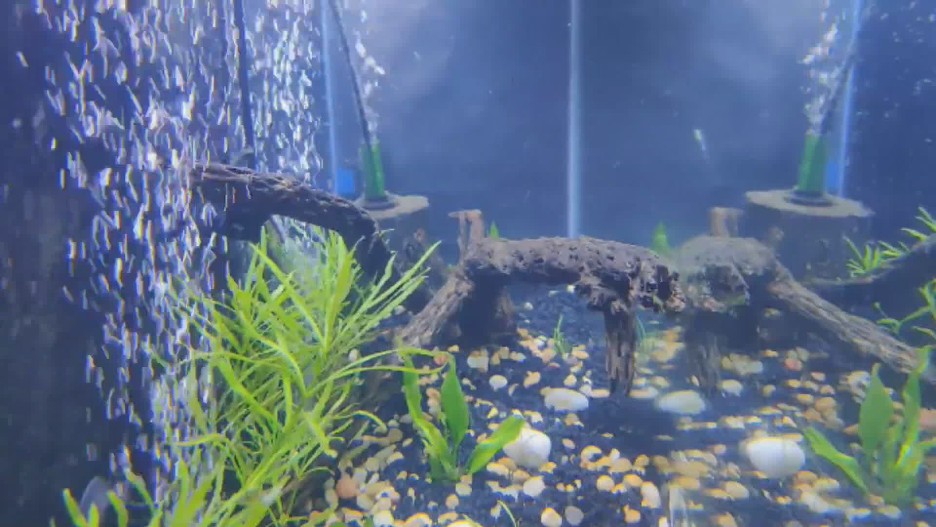 Fish Tank Live Just chatting Live Stream Video - Watch Fish Tank Live ...